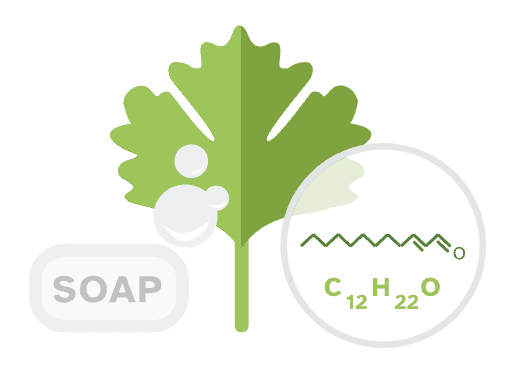 Cilantro Taste Aversion: Genetics and More - 23andMe Canada